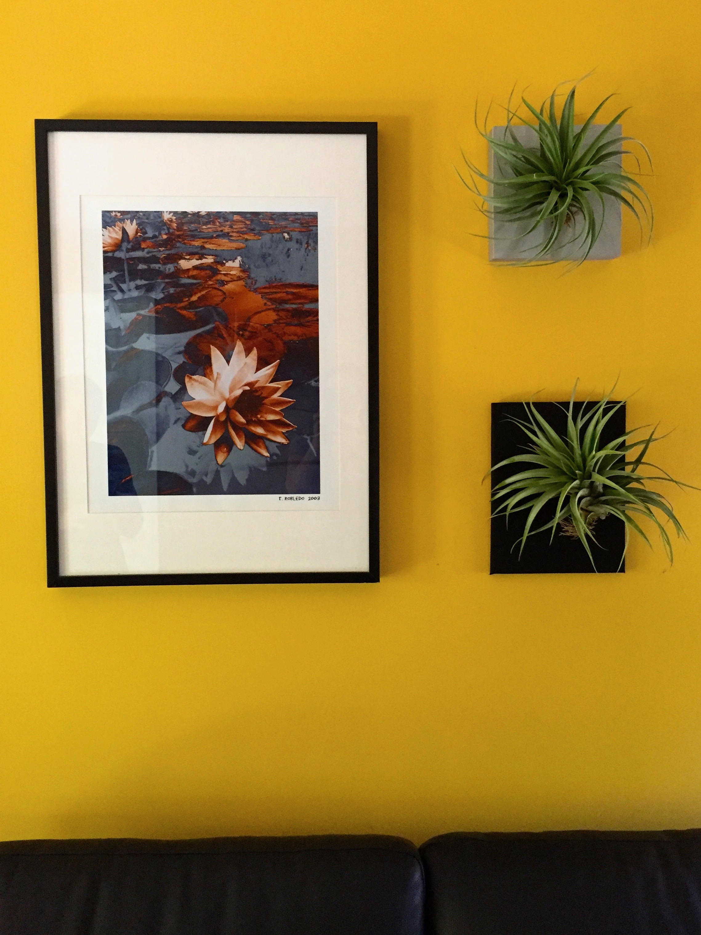 Tillandsia Art - Minanda Landscape Design